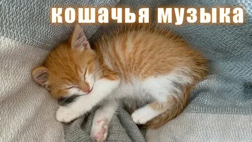 Музыка для кошек - Мягкие колыбельные мелодии от кошачьей тревоги и ...