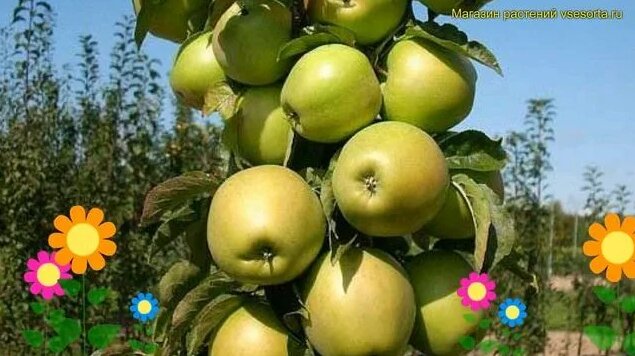 Яблоня колоновидная Икша. Краткий обзор, описание характеристик malus ...
