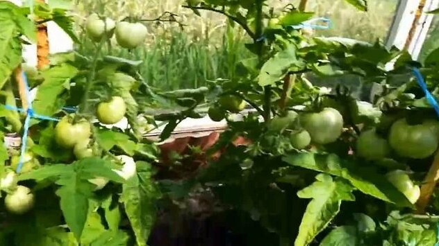 #томаты Сибирский скороспелый - Смотреть онлайн в поиске Яндекса по Видео