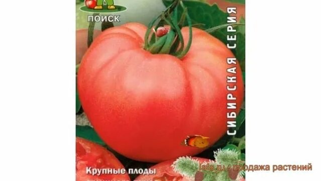 Томат обыкновенный Алтайский розовый ? обзор: как сажать, семена томата ...