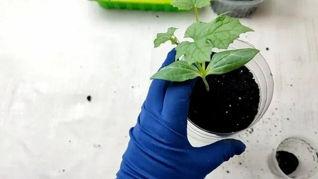 Из ненужных бутылок отличные емкости для рассады / Luffa / автополив ...