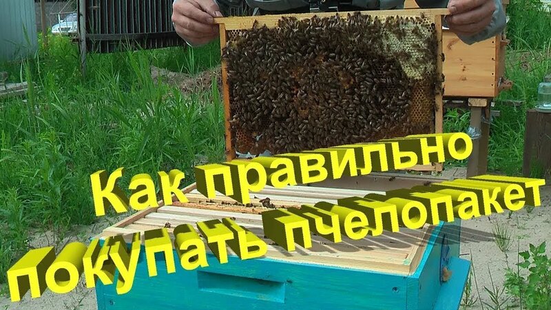 Профессор Кашковский: Как правильно купить пчелопакет? - Смотреть ...
