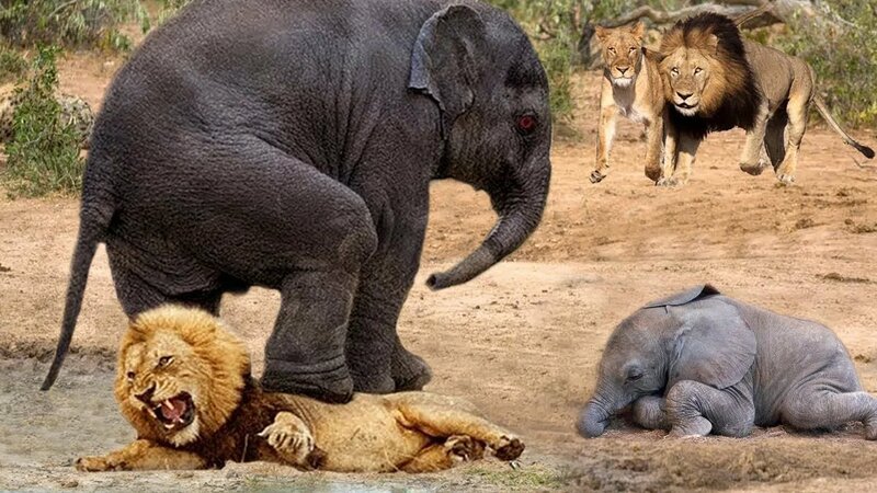 Lion's Leg Was Bitten Off By Baby Elephant During Attack Mother Elephant - Lion Vs Elephant ...