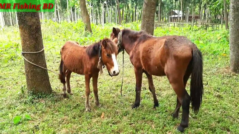 Horse breeding//donkey mating// animal mating//horse mating and the best power video...