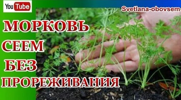 Хитрые и надежные способы посева моркови без прореживания.защита от ...