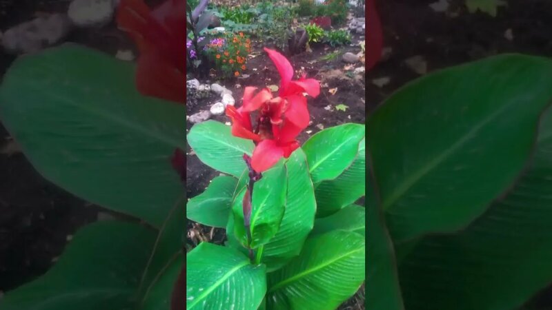 Breathe oxygen -Канна индийская (Голландская линия)(Canna indica ...