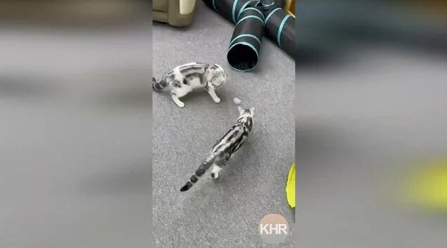Мышка на радиоуправлении для кошек. Интерактивная мышь на пульте ...