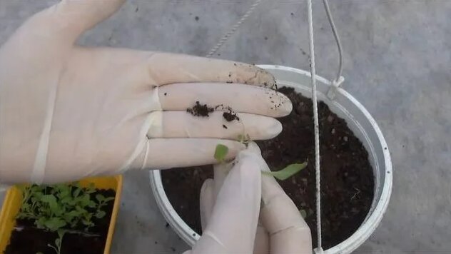 Пересаживаем Петунии в вазон или подвесное кашпо - Смотреть онлайн в ...