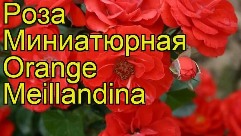 Роза миниатюрная Оранж Мейландина. Краткий обзор, описание ...