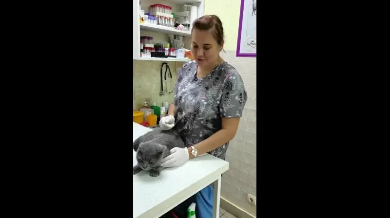 Как обработать кошку каплями от блох - Смотреть онлайн в поиске Яндекса ...