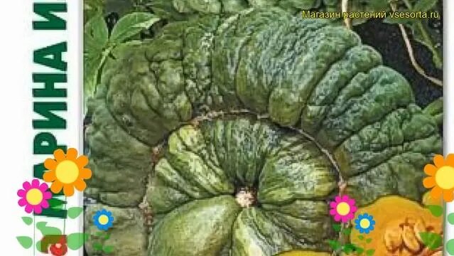 Тыква Марина из Киоджа. Краткий обзор, описание характеристик cucurbita ...
