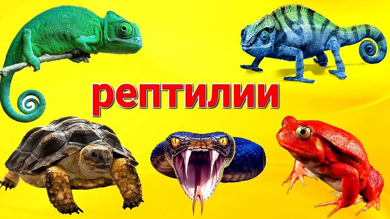 Учим амфибий и рептилий Животные для детей Виды рептилий для детей