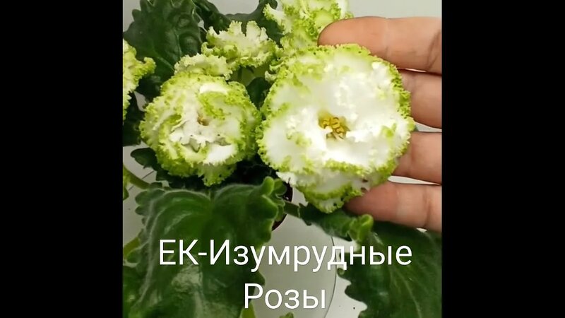 Фиалка ЕК-Изумрудные Розы (Е.В. Коршунова) 2018 г. - Смотреть онлайн в ...