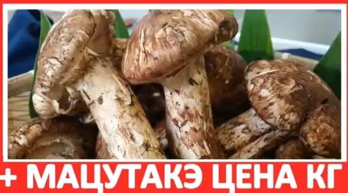 ᐉ 100% Мацутакэ Купить ЦЕНА Грибы? Продам Мацутаке Рейши Стоимость ...