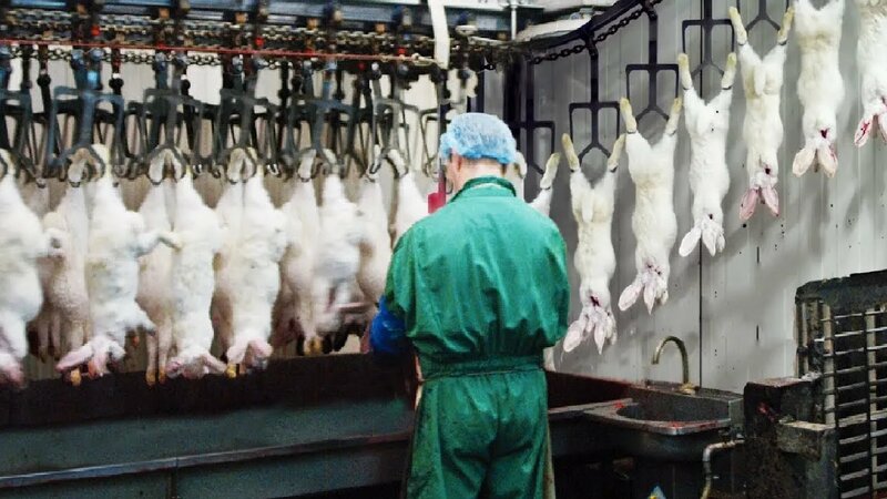 Ферма кроликов- Переработка мяса кроликов на заводе - Кролиководство ...