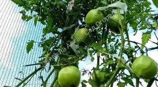 Коллекционный сорт томата "Тайные сокровища вечности", из Италии ...