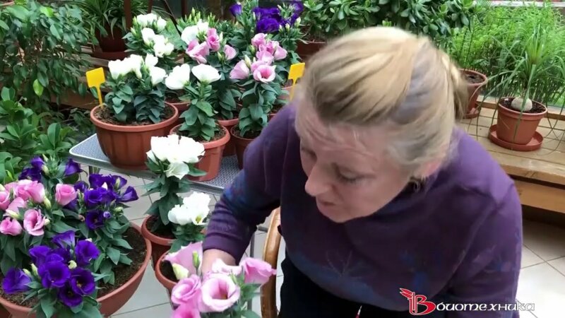 Тайны выращивания Эустомы от посева до цветения. - Смотреть онлайн в ...