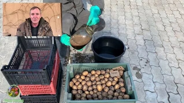 Подготовка картофеля к посадке.обработка картофеля перед посадкой ...