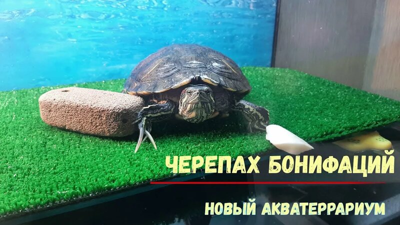 Новый акватеррариум для красноухой черепахи. eGodim 200л.