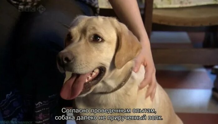 Видео BBC «Тайная жизнь собак» (Документальный, природа, животные, 2009) | OK.RU - Смотреть ...