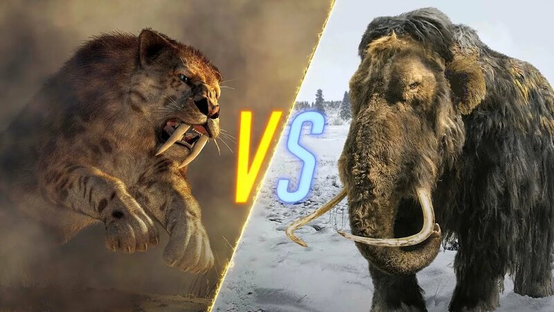 Saber-Toothed Tiger VS Woolly Mammoth - Смотреть онлайн в поиске Яндекса по Видео