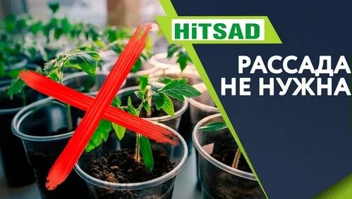 Лучшие Томаты БЕЗ Рассады Забудьте про рассаду томатов Урожайные сорта помидор | Hitsad | Дзен ...