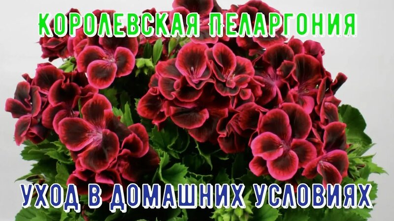 Королевская Пеларгония уход в домашних условиях - Смотреть онлайн в ...