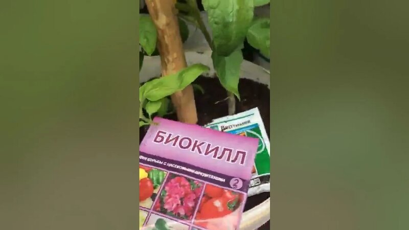 Препараты от Минирующей моли - Смотреть онлайн в поиске Яндекса по Видео