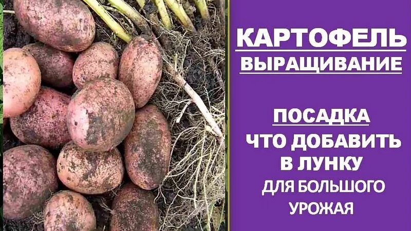 Как Вырастить Большой урожай картофеля Посадка Удобрение Картофеля при ...