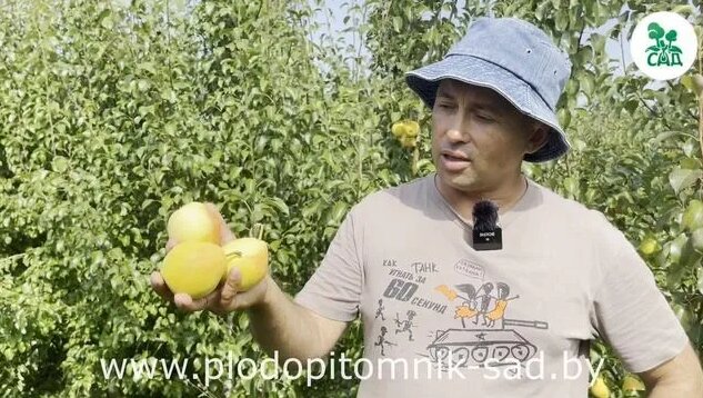 Груша лада. высокоурожайный летний сорт с отличной зимостойкостью ...