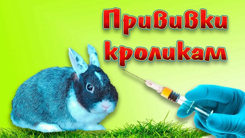 Прививки декоративным кроликам Смотреть онлайн в поиске Яндекса по Видео
