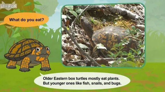 Meet the Animals 20 | Eastern Box Turtle | Little Fox | Animated Stories for Kids - Смотреть ...