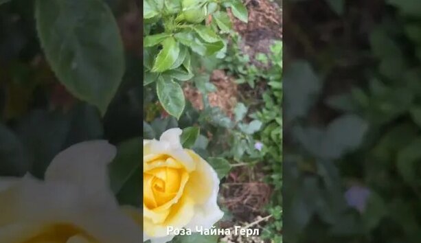 Роза Чайна Герл/ rose China Girl #розарий #садоводство #цветы #розы # ...