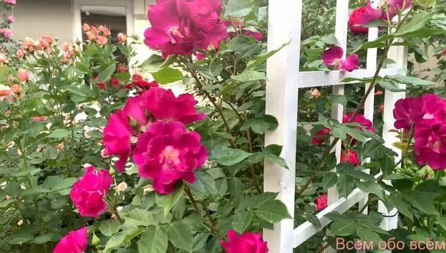 Роза Найт Оул ( Rose Night Owl ) Ночная совушка)) г.Киев 6.07.2022 г ...
