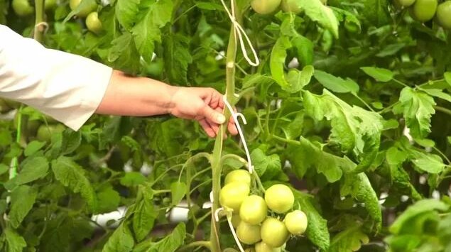 Суперурожайный томат Алый Фрегат от агрофирмы Поиск. Раннеспелый ...