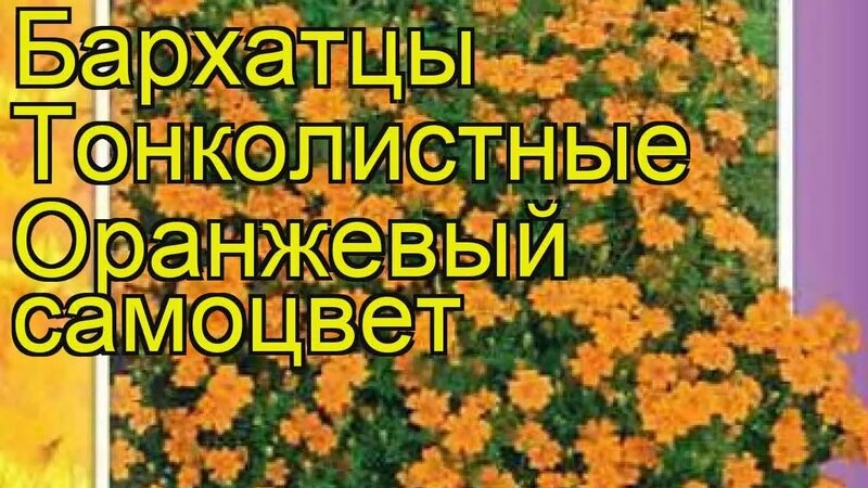 Бархатцы тонколистные Оранжевый самоцвет. Краткий обзор tagetes ...