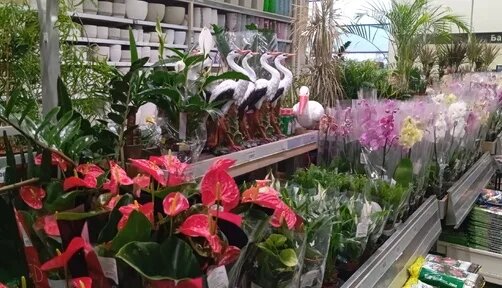 Лемана ПРО Леруа Мерлен садовый отдел январь 2025 г Ассортимент и цены Смотреть онлайн в