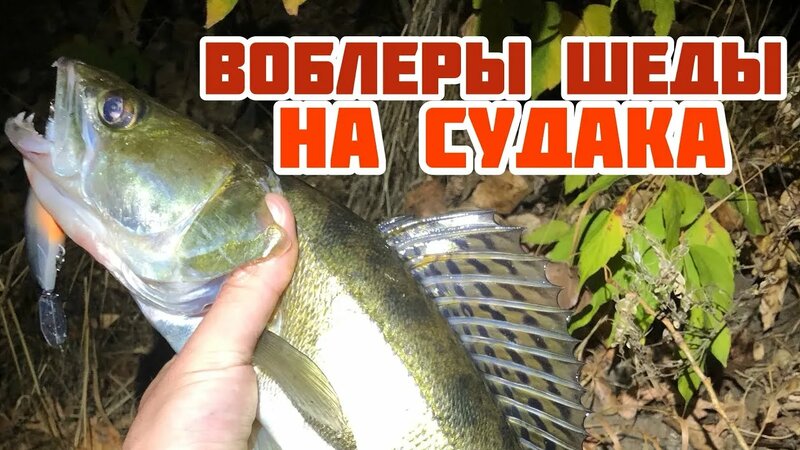 Воблеры шеды на судака - Смотреть онлайн в поиске Яндекса по Видео