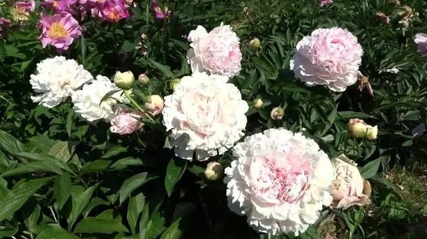 Пион Жанно / Paeonia Jeannot: Обзор, Описание, Цветение, Отзыв ...