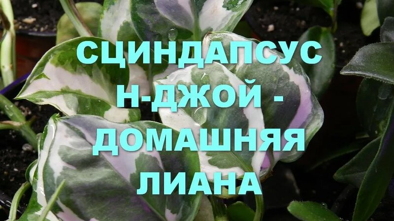 Сциндапсус Н-Джой. Домашние растения - Смотреть онлайн в поиске Яндекса ...