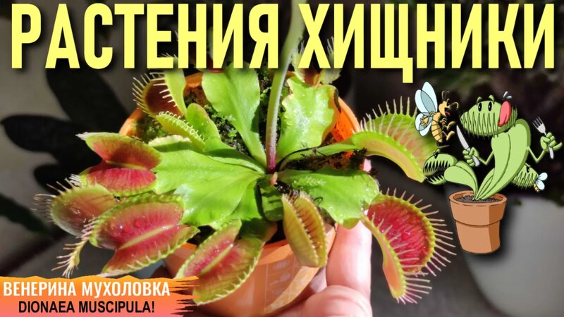 Самое полное видео в интернете о содержании растения-хищника венерина ...