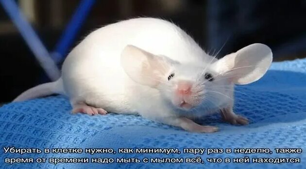 Эти милые декоративные мышки Смотреть онлайн в поиске Яндекса по Видео