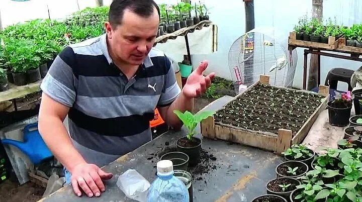 Можно ли заглублять рассаду баклажан при проведении пикировки ...