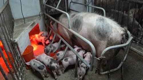 Продажа мяса семени хряков поросят ‼Зарабатываю миллион на свиньях