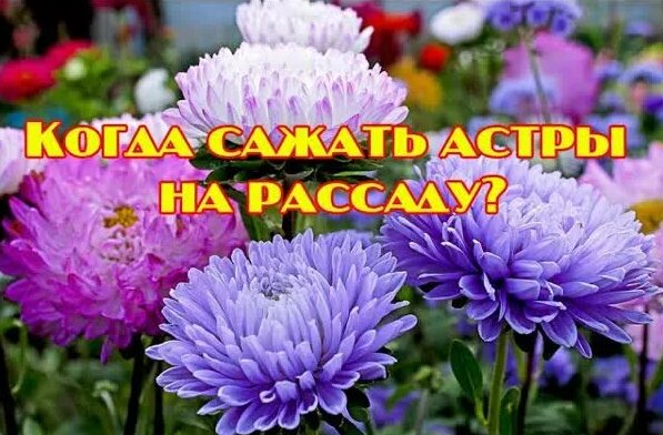 Когда сажать астры на рассаду? — Видео от Семена помидоров почтой ...