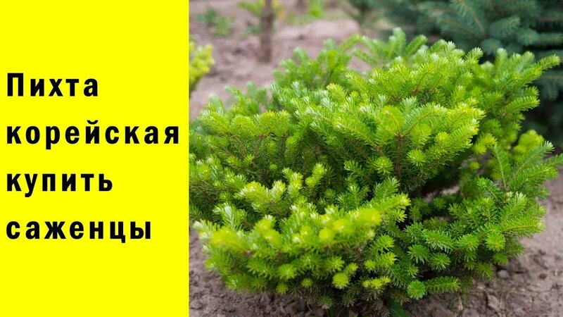 Пихта корейская купить саженцы - Смотреть онлайн в поиске Яндекса по Видео