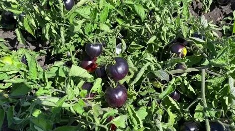 Шоколадный мармелад - черный томат, полезный, вкусный, неприхотливый ...