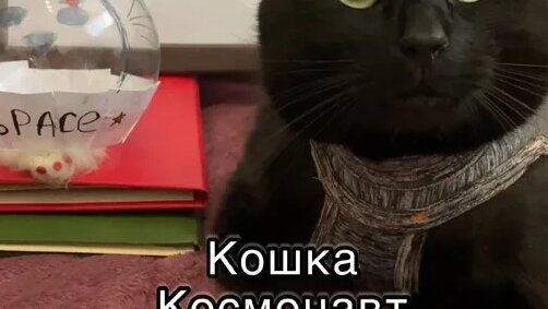 Kessedy Первая кошка космонавт кот котбруклин котики космос