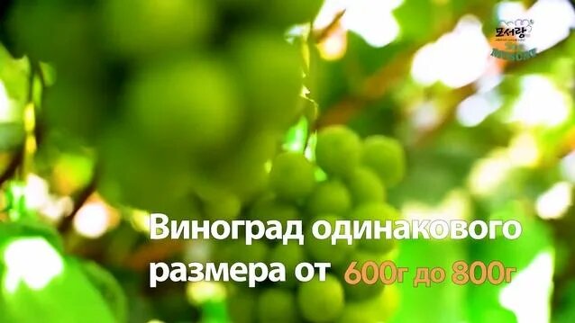 Корейский Виноград "Шайн Мускат" - Смотреть онлайн в поиске Яндекса по ...
