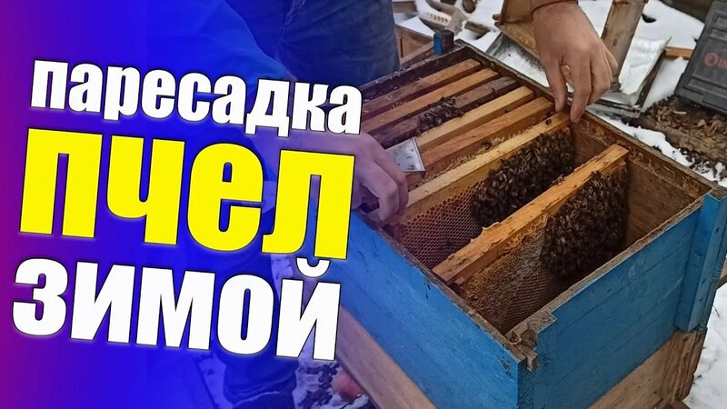 Пересадка пчел зимой в новый улей - Смотреть онлайн в поиске Яндекса по ...